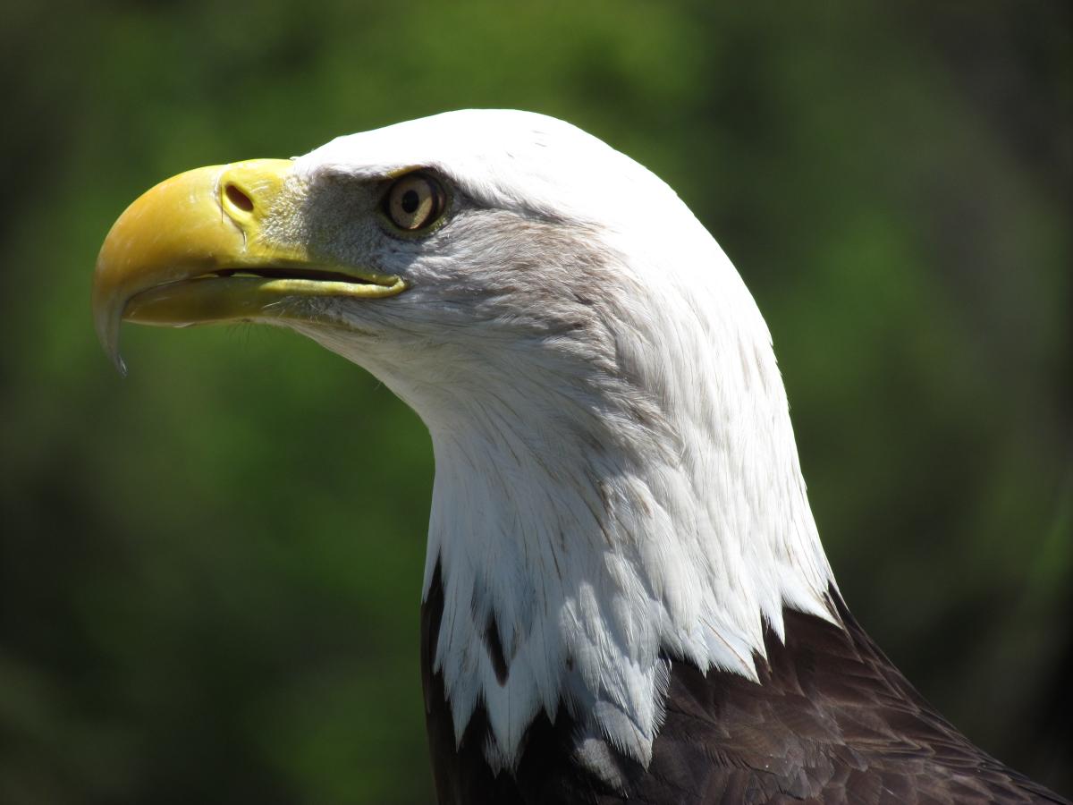 How do you measure up to the bald eagle? | Arkansas State Parks
