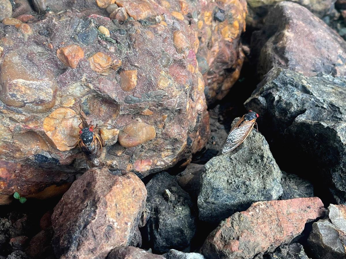 Brood XIX has emerged in Southwest Arkansas | Arkansas State Parks