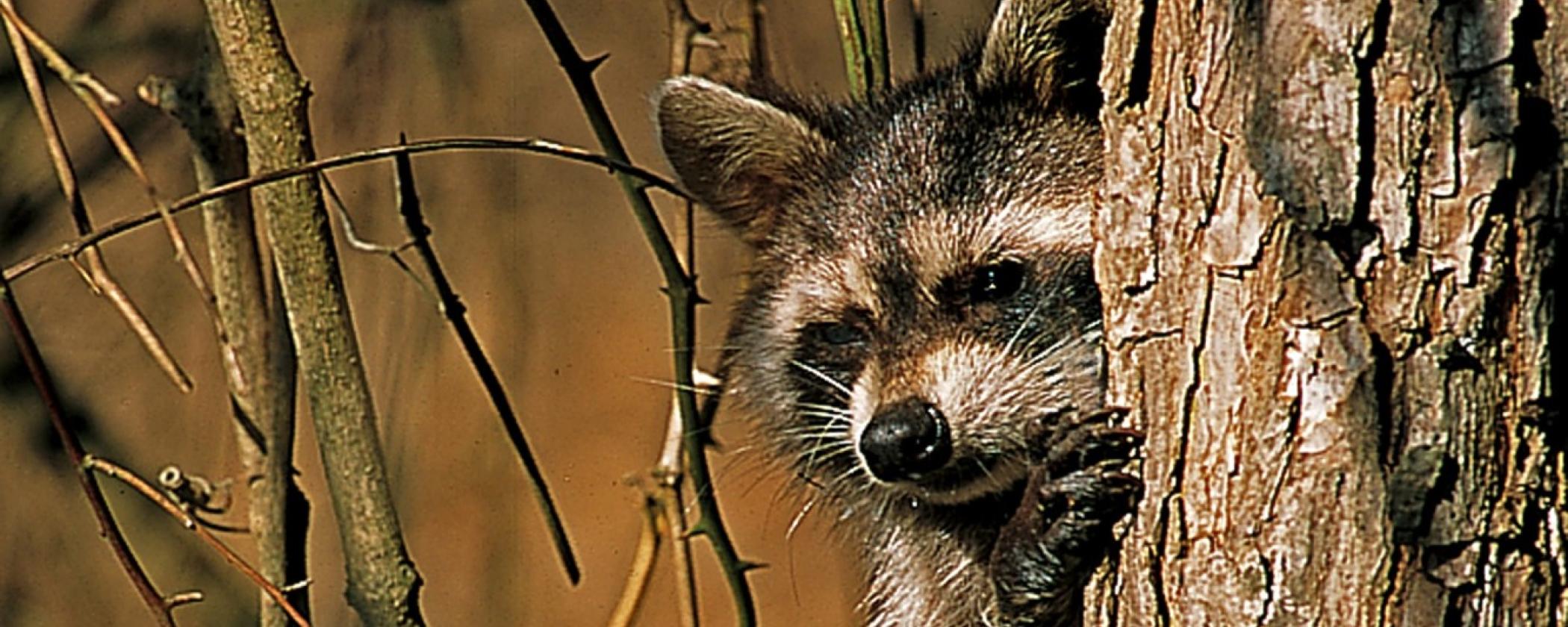 Draw with a Park Ranger: Let’s Draw a Raccoon | Arkansas State Parks